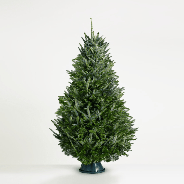 The Symbolism of the Real Christmas Tree and Its Meaning in the UK ...