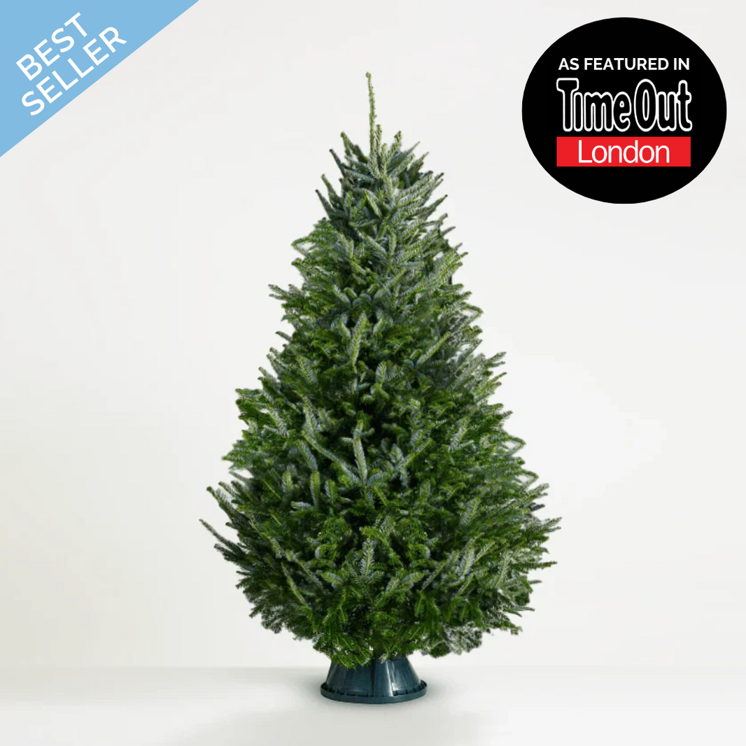 Real Christmas Tree Delivery in London | Order Online | Creekside Xmas ...