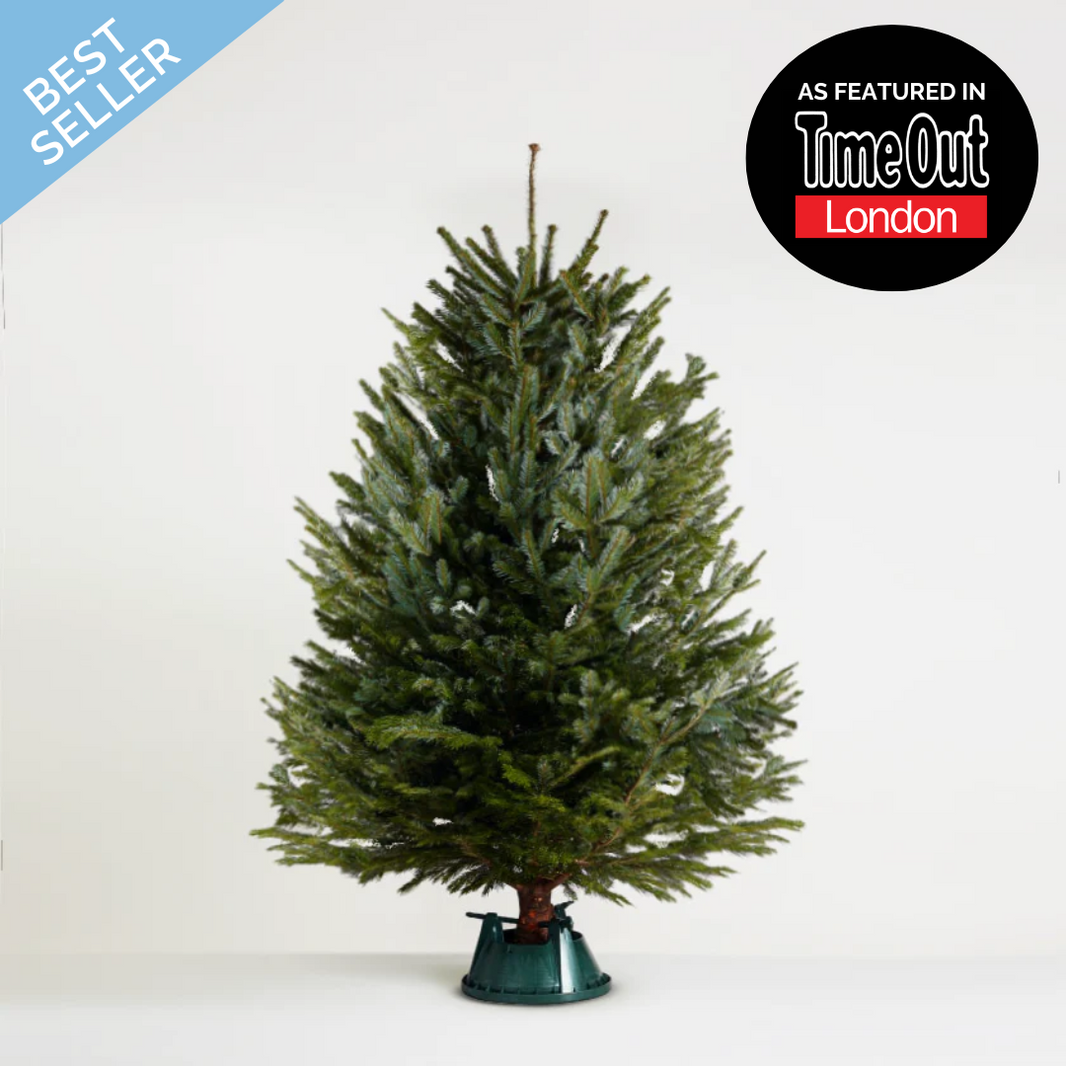 Real Christmas Tree Delivery in London | Order Online | Creekside Xmas ...