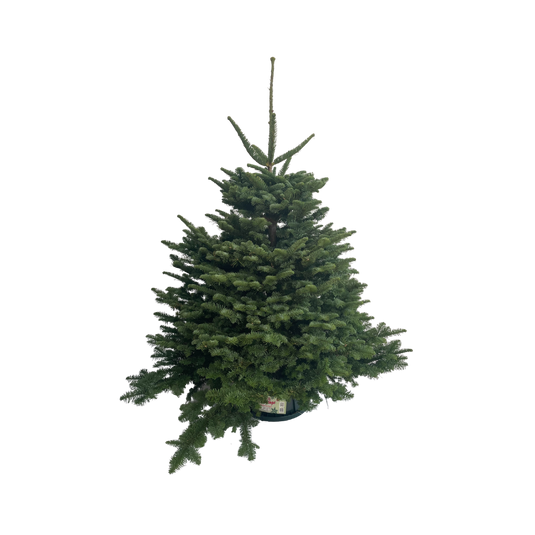 Buy Noble Fir Christmas Trees in London | Real Christmas Tree Delivery ...